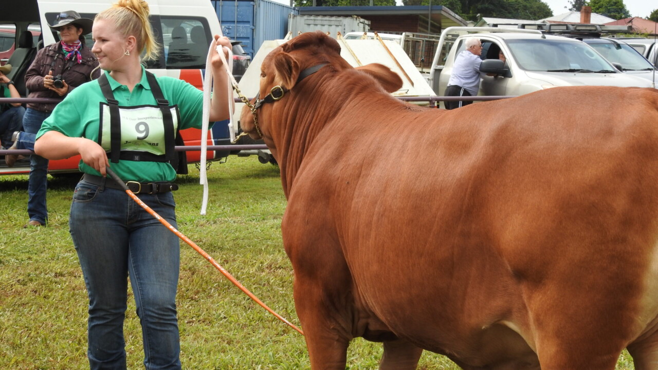 Malanda Beef Cattle Handling School 2022 Gallery - The Malanda Show